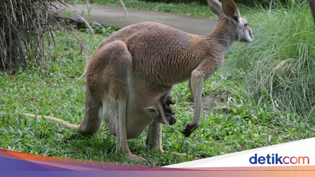 Marsupial, Mamalia Berkantung yang Melahirkan Prematur
