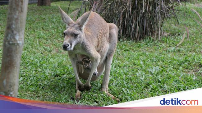 Kenalan dengan Chelsei-Hallery, Kanguru Merah Satwa Baru Taman Safari ...