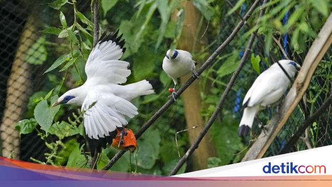 Unik! Inilah Flora dan Fauna Bali yang Menjadi Primadona