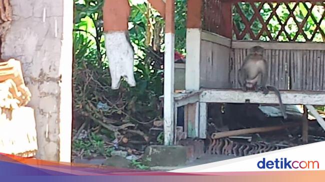 Monyet Peliharaan Lepas Serang 2 Warga di Cigadug Pandeglang Monyet Peliharaan Lepas Serang 2 Warga di Cigadug Pandeglang