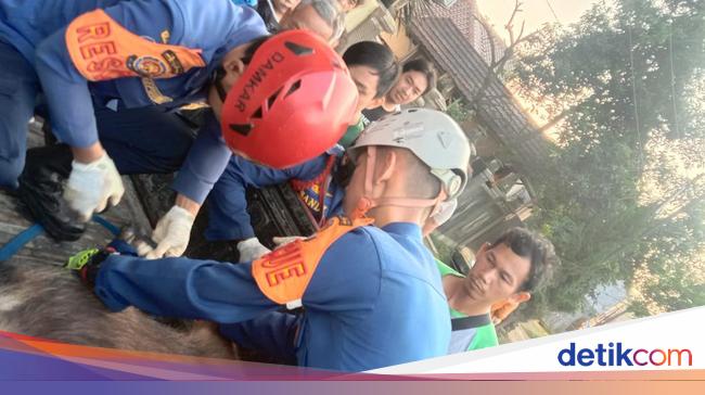Duh! Babi Hutan Masuk ke Rumah Bikin Panik Warga di Purwakarta Duh! Babi Hutan Masuk ke Rumah Bikin Panik Warga di Purwakarta