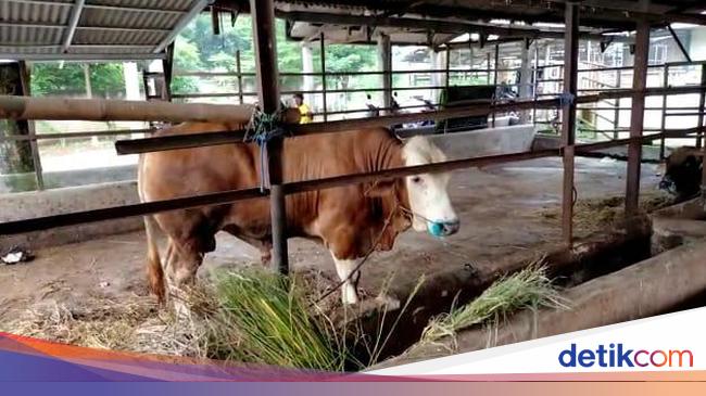 Sapi Suspek PMK di Bogor Tambah 40, Pemkot Perpanjang Penutupan RPH