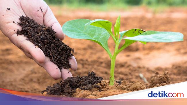 11 Jenis Pupuk untuk Tanaman dan Contohnya