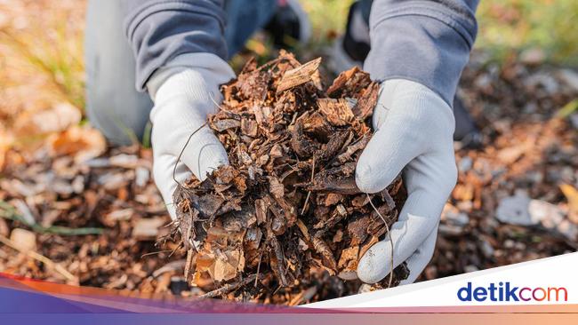 5 Cara Membuat Pupuk Kompos dengan Alat dan Bahan Sederhana, Mudah dan ...