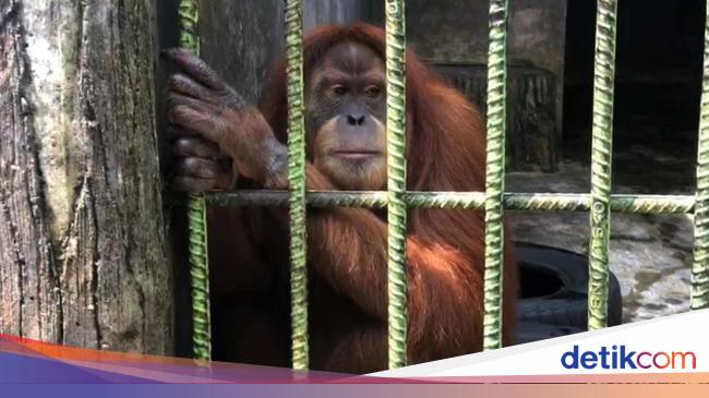 Viral Orang Utan Tarik Pemuda, Ternyata Kekuatan Aslinya 7 Kali dari ...