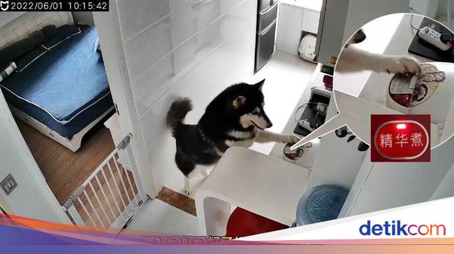 Gemas! Anjing Husky Ini Bisa Disuruh Tekan Tombol Rice Cooker