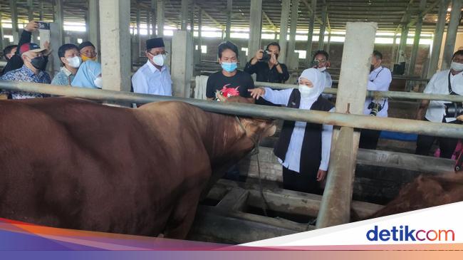 Gubernur Khofifah Pastikan Hewan Kurban di Sidoarjo Mudah Diakses dan Aman Gubernur Khofifah Pastikan Hewan Kurban di Sidoarjo Mudah Diakses dan Aman
