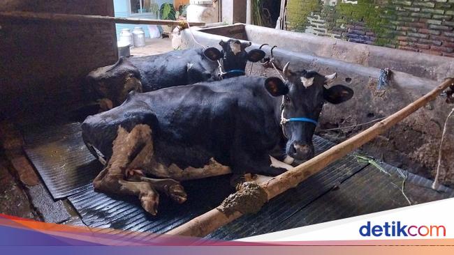 Peternak Sapi di Malang Juga Andalkan Dukun Atasi Wabah PMK