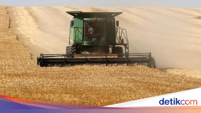 Melihat Panen Gandum di Tengah Perang Rusia-Ukraina