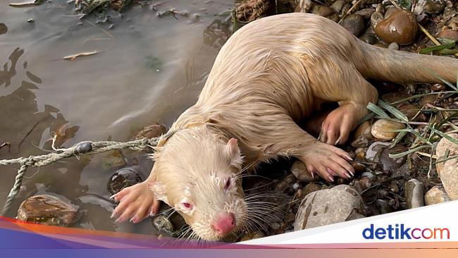 Wow, Ternyata Berang-berang Salah Satu Hewan Pintar di Laut