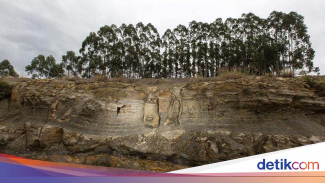 Penemuan Fosil Pohon 290 Juta Tahun Lalu, Jauh Sebelum Era Dinosaurus