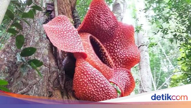 Bunga Rafflesia Raksasa Mekar di Atas Pohon Kabupaten Kaur