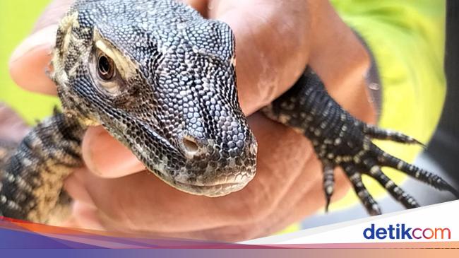 29 Telur Komodo Menetas, Koleksi KBS Jadi 134 Ekor