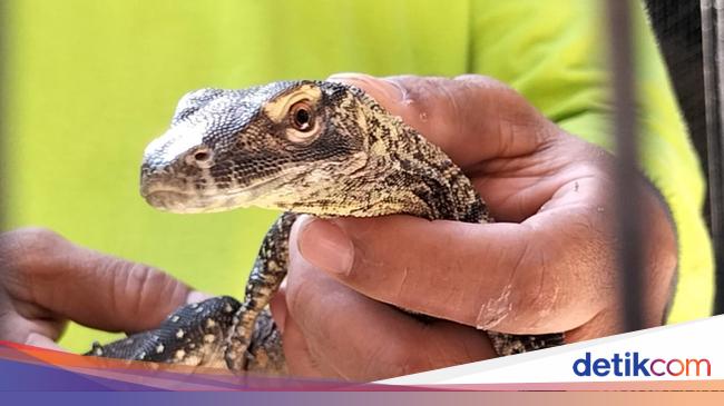 Kabar Gembira! Surabaya Berhasil Tetaskan 29 Telur Komodo