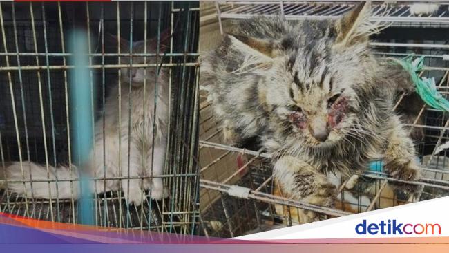 Muncul Petisi Selamatkan Kucing Tersiksa di Pasar Splendid Malang