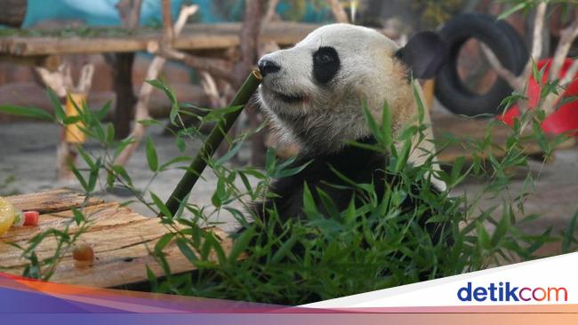 AS Sambut 2 Panda Baru, Ibu Negara Juga Ikut Senang