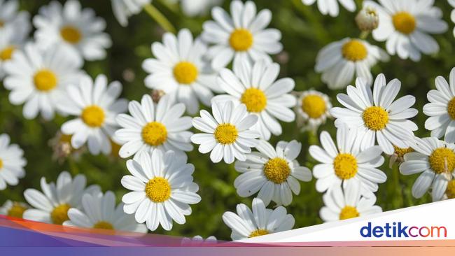 5 Makna Bunga Daisy, Fakta Menarik, dan Karakteristiknya