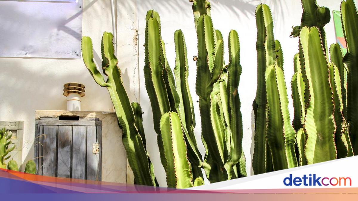 20 Contoh Adaptasi Morfologi pada Makhluk Hidup: Ada Hewan dan Tumbuhan