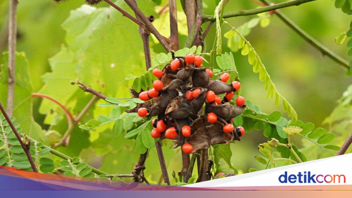 6 Manfaat Daun Saga untuk Kesehatan dan Cara Mengolahnya