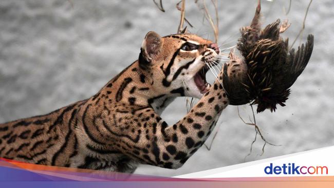 Amerika Serikat Larang Macan-Singa Jadi Peliharaan Amerika Serikat Larang Macan-Singa Jadi Peliharaan