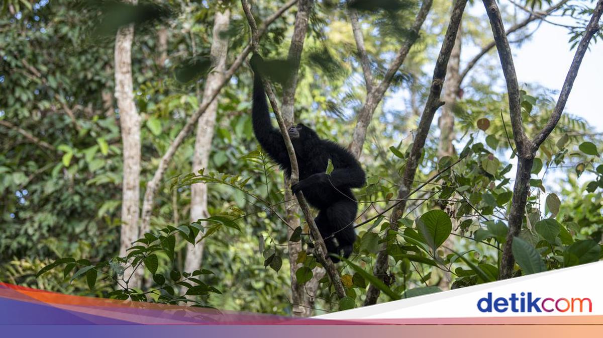 Pengertian Suaka Margasatwa dan Contohnya di Indonesia