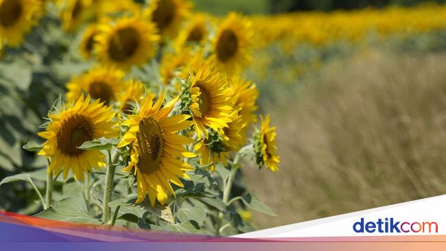 Apa itu Bunga Sempurna? Ini Pengertian dan Contohnya