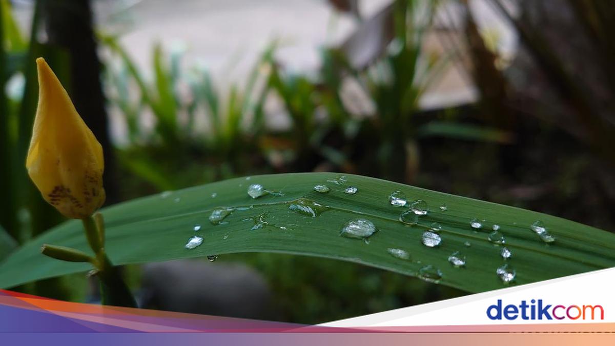 Apa Itu Mengembun? Ini Pengertian dan Contohnya