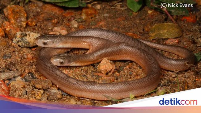 Hewan Aneh di 2022: Hiu Berjalan Hingga Ular Kepala Dua