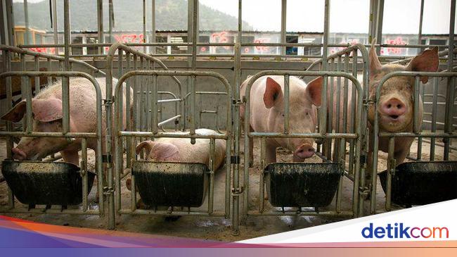 Air Liur Anjing dan Babi Termasuk Najis Berat, Begini Cara Menyucikannya