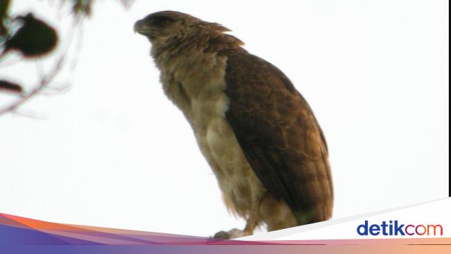 Elang Segede Orang Ada Juga Saudaranya di Papua Lho!