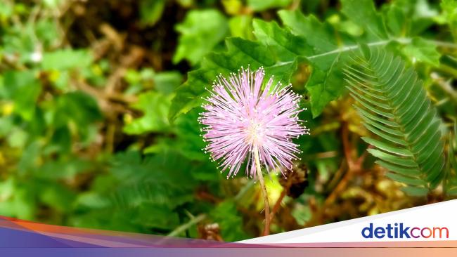 Mengapa Putri Malu Daunnya Menutup Saat Disentuh? Ini Penjelasan Ilmiahnya