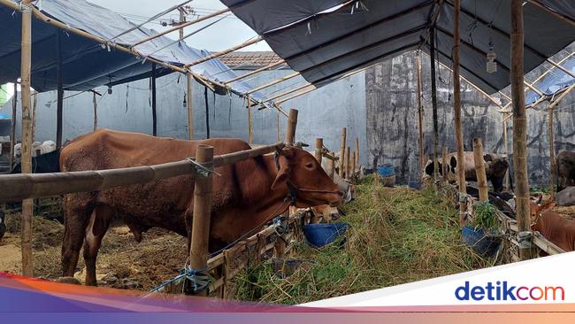 Jenis-Jenis Sapi Potong di Indonesia, Biasa Jadi Hewan Kurban