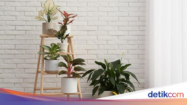 Awet! 5 Tanaman Ini Bisa Hidup Hingga Puluhan Tahun