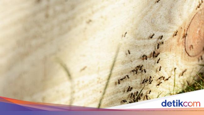 Ada Sarang Semut di Rumah? Atasi dengan 5 Bahan Alami Ini
