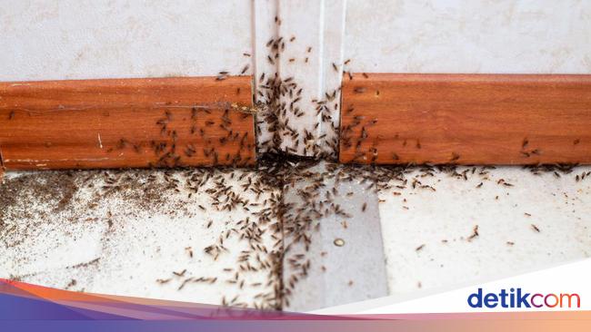 Catat! Ini 6 Penyebab Semut Muncul di Rumah