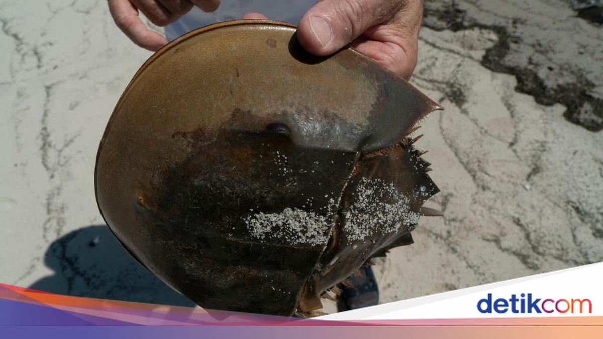 Viral Darah Biru Kepiting Tapal Kuda Dijual Rp 700 Juta, Ini ...