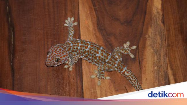 Ini Penyebab Ada Tokek di Rumah dan Cara Mengusirnya