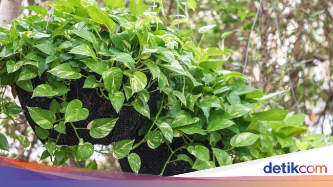 10 Jenis Sirih Gading, Benarkah Tanaman Hias Ini Bawa Sial?