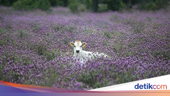 Cek AntaVaya, Bisa Nikmati Hamparan Kebun Lavender di Turki Rp 12 Jutaan
