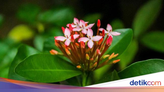 Mengenal Ilmu Botani dan Cabang-cabangnya