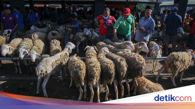 Potret Keramaian Pasar Hewan Muntilan Jelang Idul Adha 2022