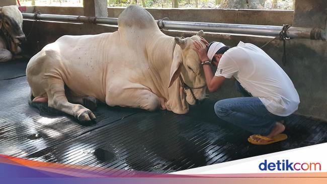 Momen Dedi Mulyadi Sedih Saat Lepas Sapi Peliharaan buat Dikurbankan
