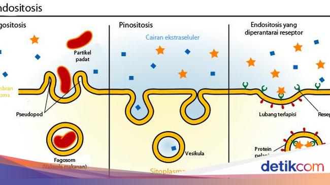 Mekanisme Endositosis dan Jenis-Jenisnya