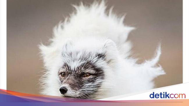 Deretan Hewan Unik dan Langka Bikin Takjub Mata, Pernah Melihatnya?