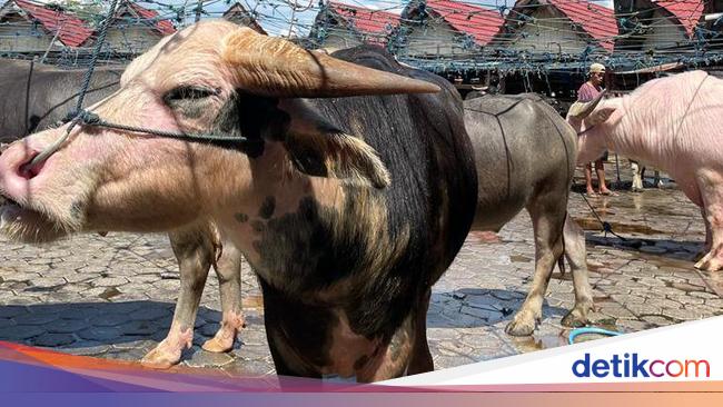 Kerbau Belang Harga Ratusan Juta Rupiah di Torut Ditemukan Mati Akibat PMK Kerbau Belang Harga Ratusan Juta Rupiah di Torut Ditemukan Mati Akibat PMK