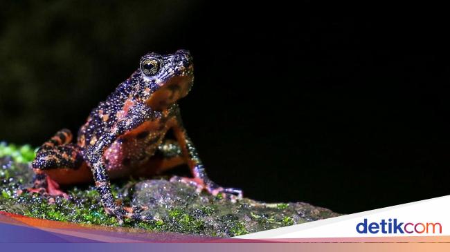 Keistimewaan Kodok Merah yang Ditemukan di Gunung Salak