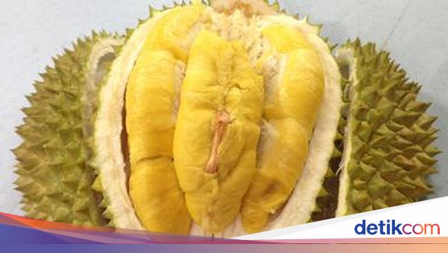 3 Ciri Durian Musang King Asli, Jangan Sampai Tertipu!