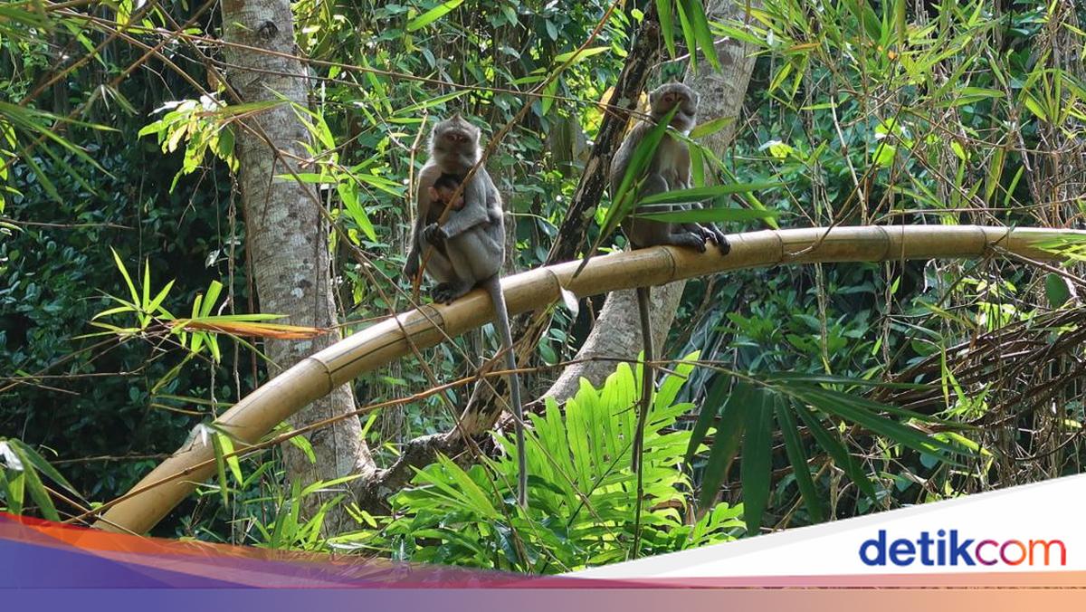 Monyet Liar Serang Bocah di Cilincing, 1 Orang Terluka