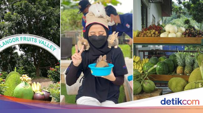 Bukan Wahana Permainan, Taman Bermain Ini Isinya Buffet Buah yang Enak