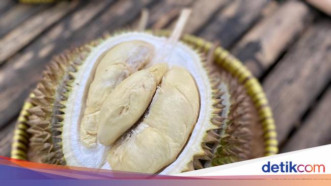 Cobain Yuk! Sensasi Makan Durian Nusantara Berkualitas di Tengah Kebun